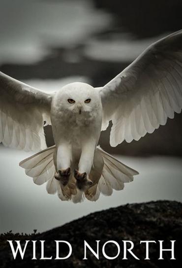 OFDb - Wilder Norden (2015)